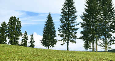 About Us - Merlin Projects